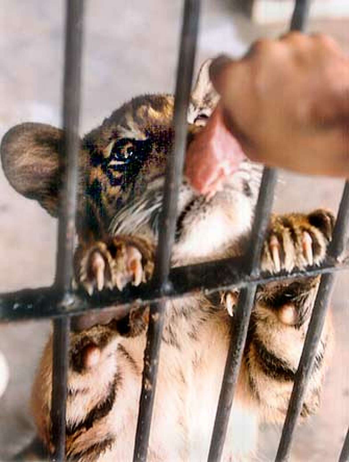 A Poacher's Paradise in Cambodia / Black market in animals, parts ...