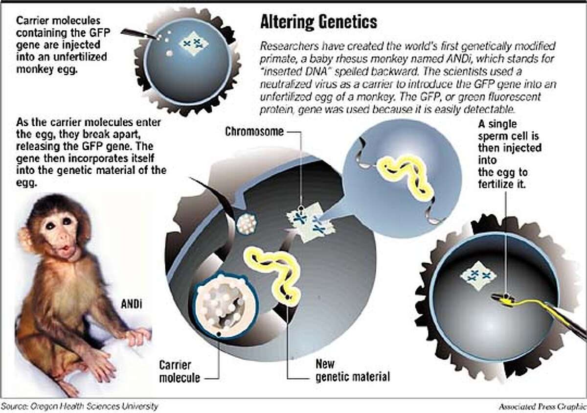 First Gene-Altered Monkey Hailed as Research Tool / Opponents concerned ...