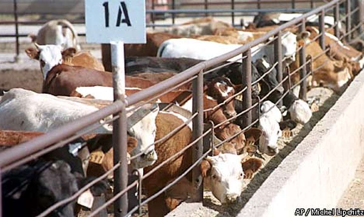 Here's the Beef / Factory-farming practices have been linked to human ...