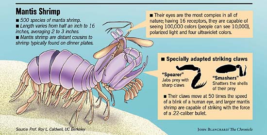 Teeny-Tiny Predator / Vicious shrimp gorging on aquarium's critters
