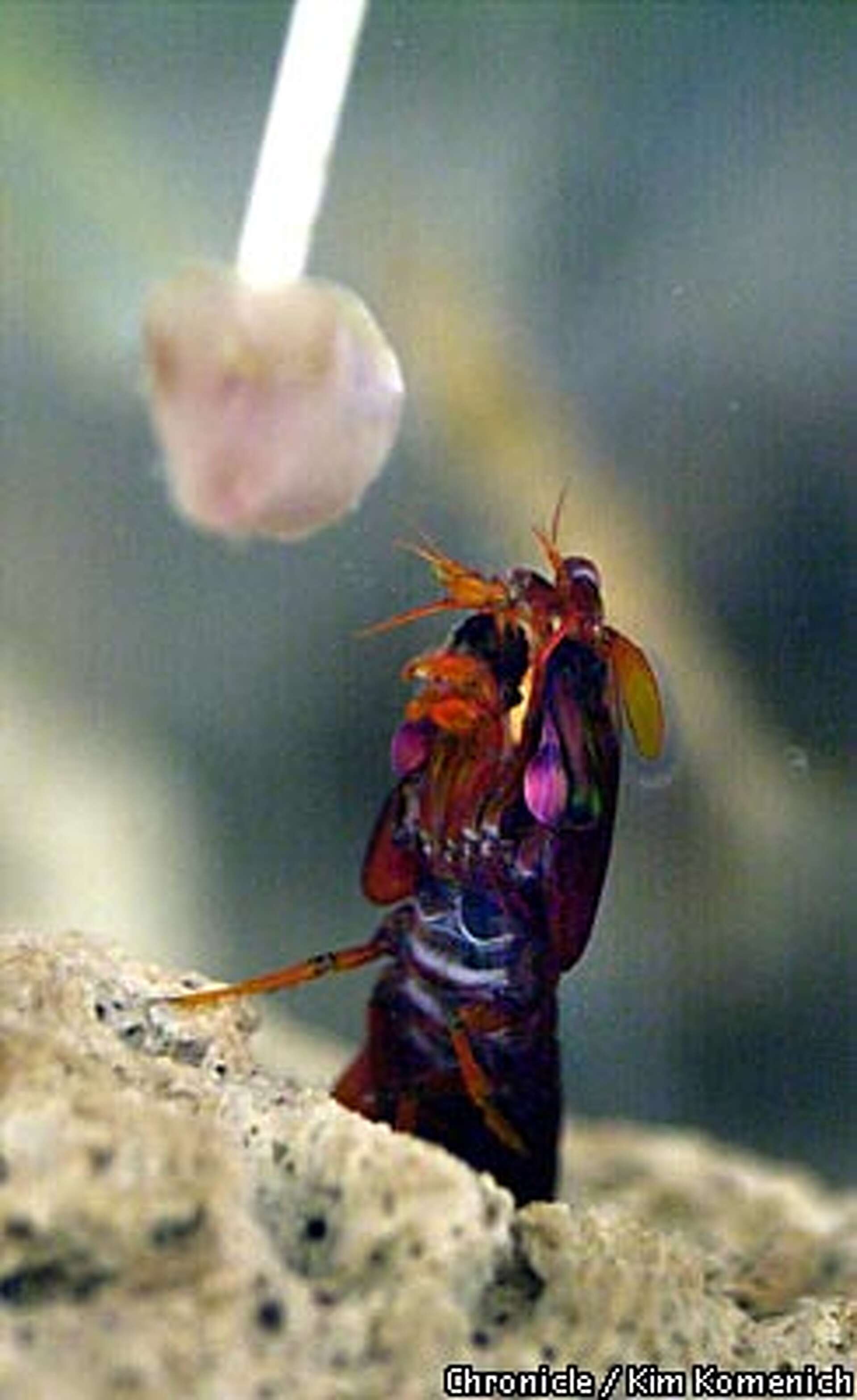 Teeny-Tiny Predator / Vicious shrimp gorging on aquarium's critters
