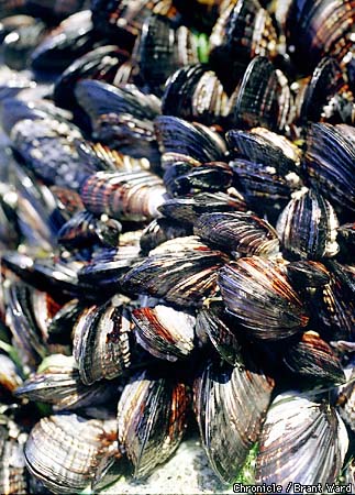 MUSSEL POWER / Singing the Praises of Green-Lips, Mediterranean Blue ...