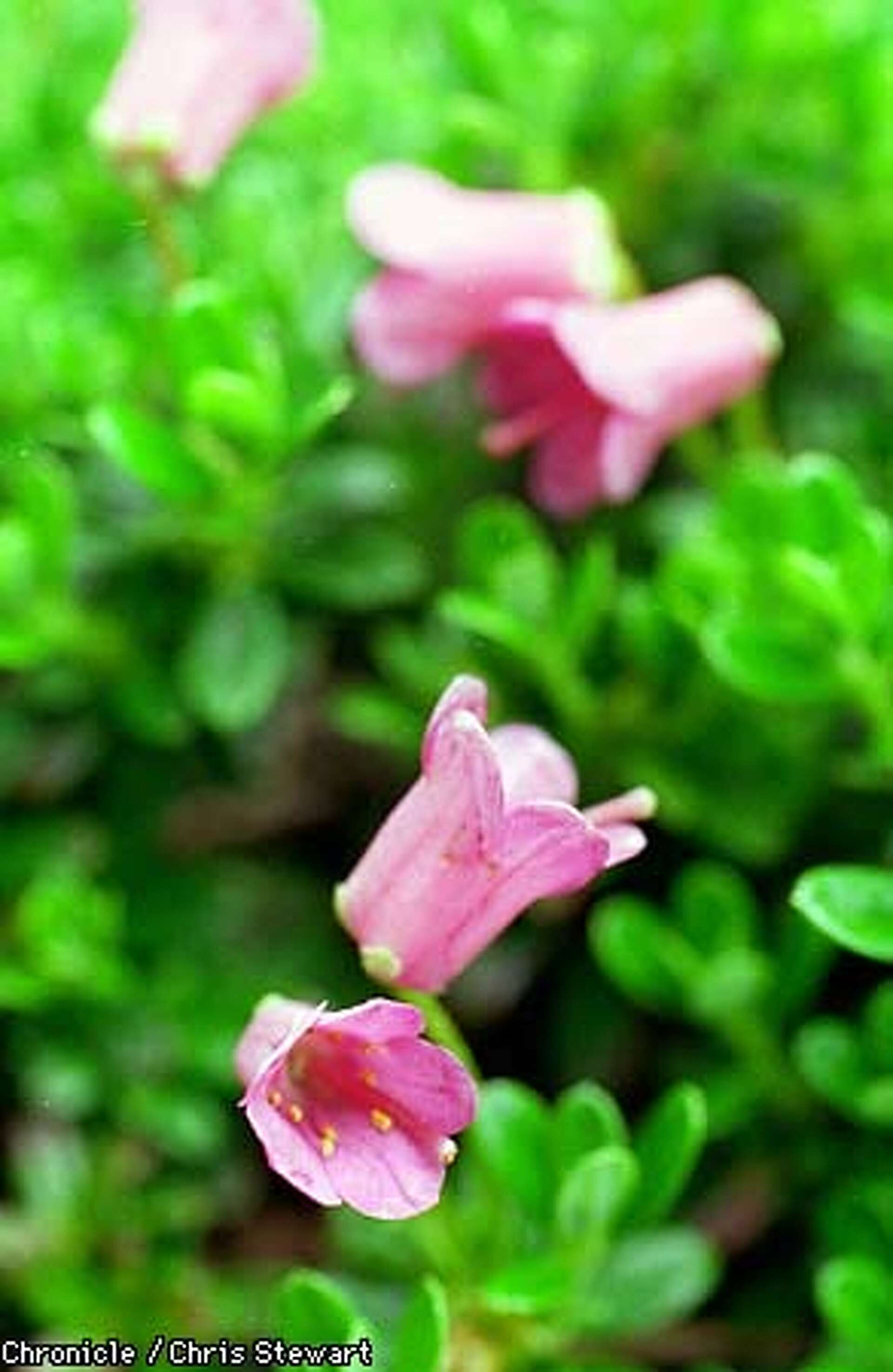 Not Your Daddy's Rhododendron / Today's hybrids come in many sizes ...