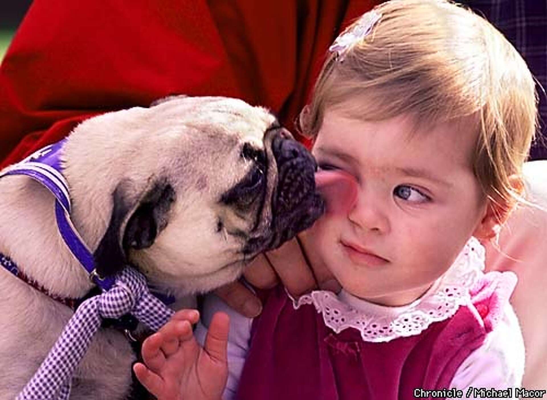 They're In Pug Heaven / Contest gives devoted owners an excuse to dress ...