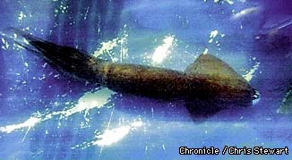 Bodega Fisherman's Rare Catch -- 25-Pound Squid