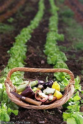 HOW TO STUFF A WILD ZUCCHINI / ... and other luscious vegetables