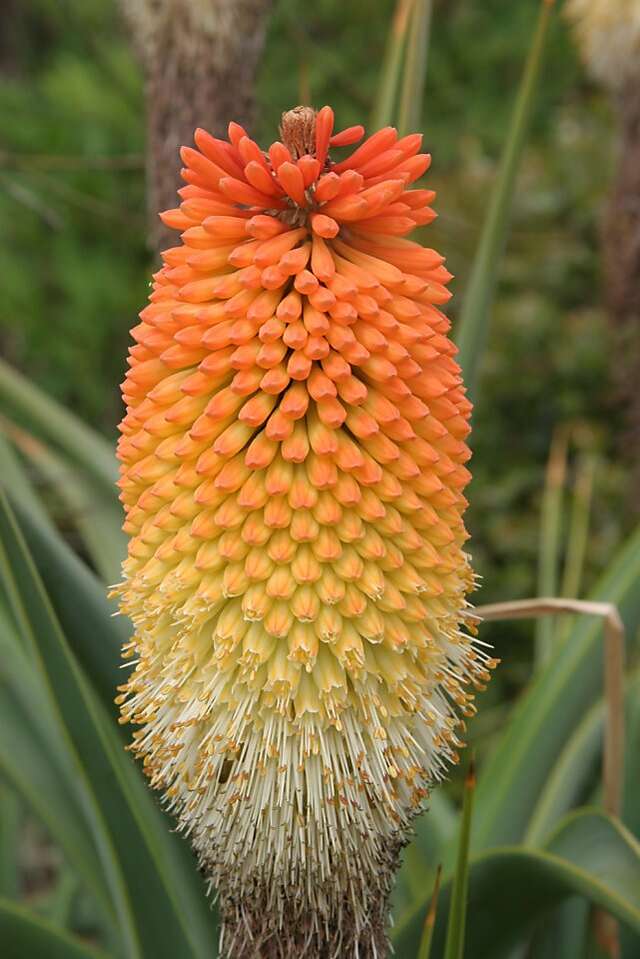 Kniphofia northiae a tower of powerful color