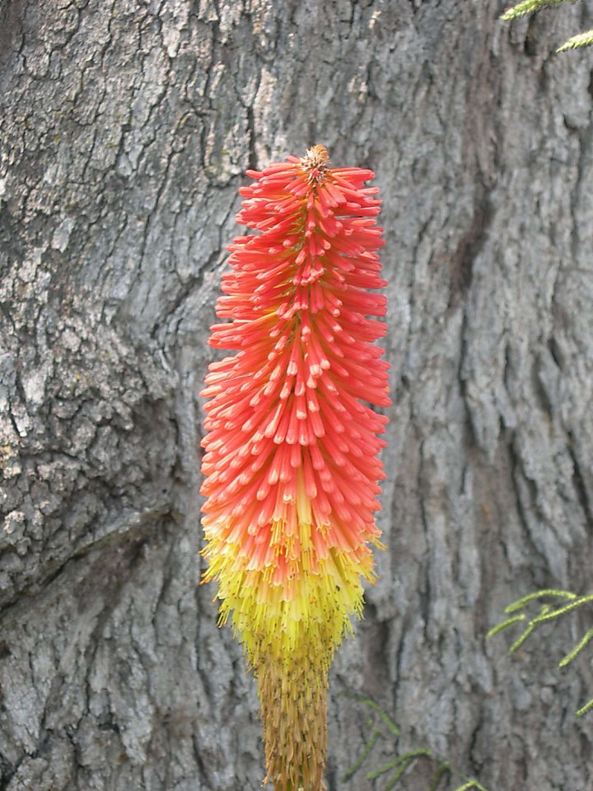 Kniphofia northiae a tower of powerful color