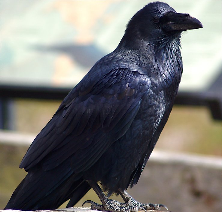 Why ravens, crows are more common now in Bay Area