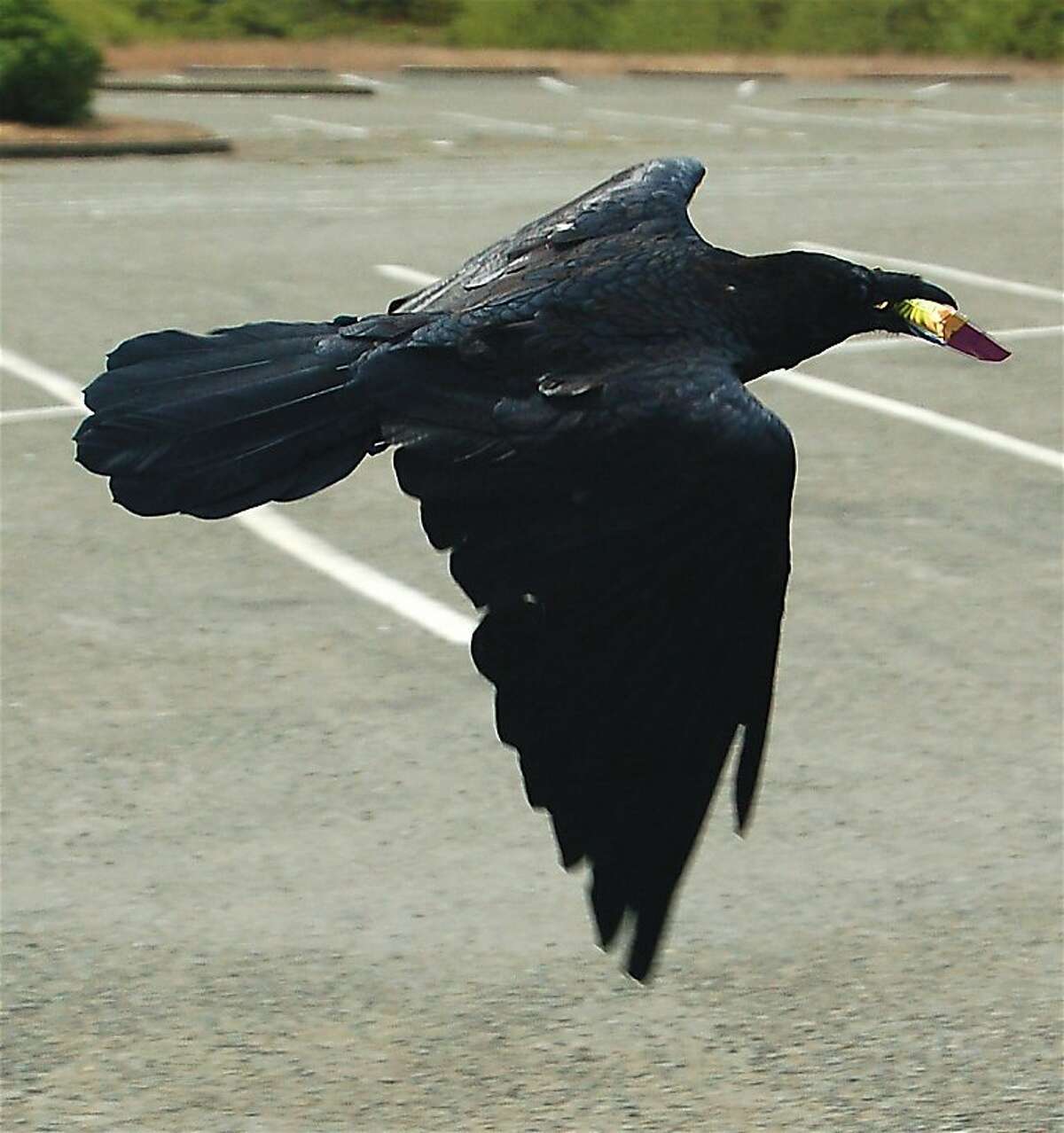 Why ravens, crows are more common now in Bay Area