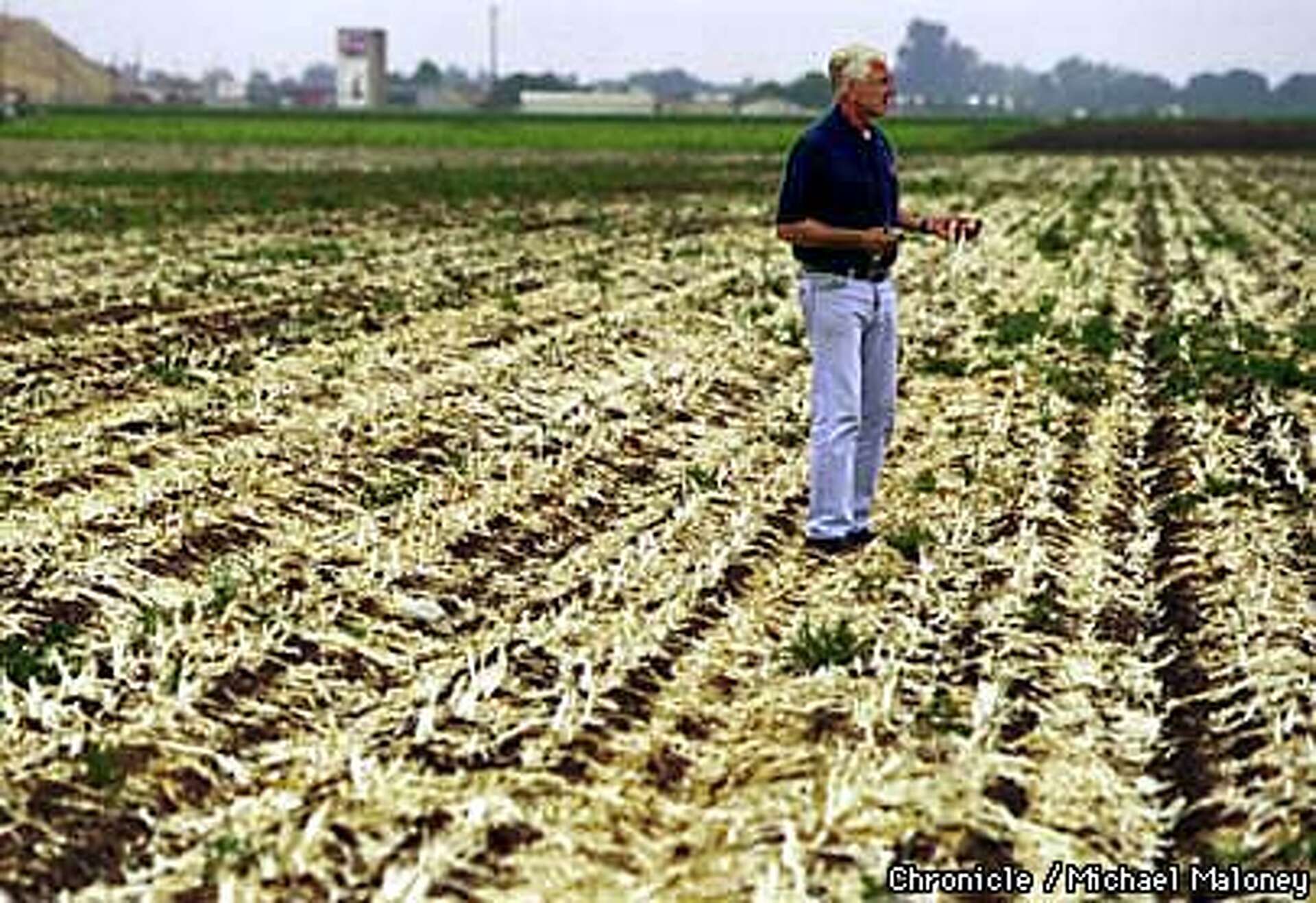 Fungus Menaces Garlic Crop / El Nino blamed in spread of disease
