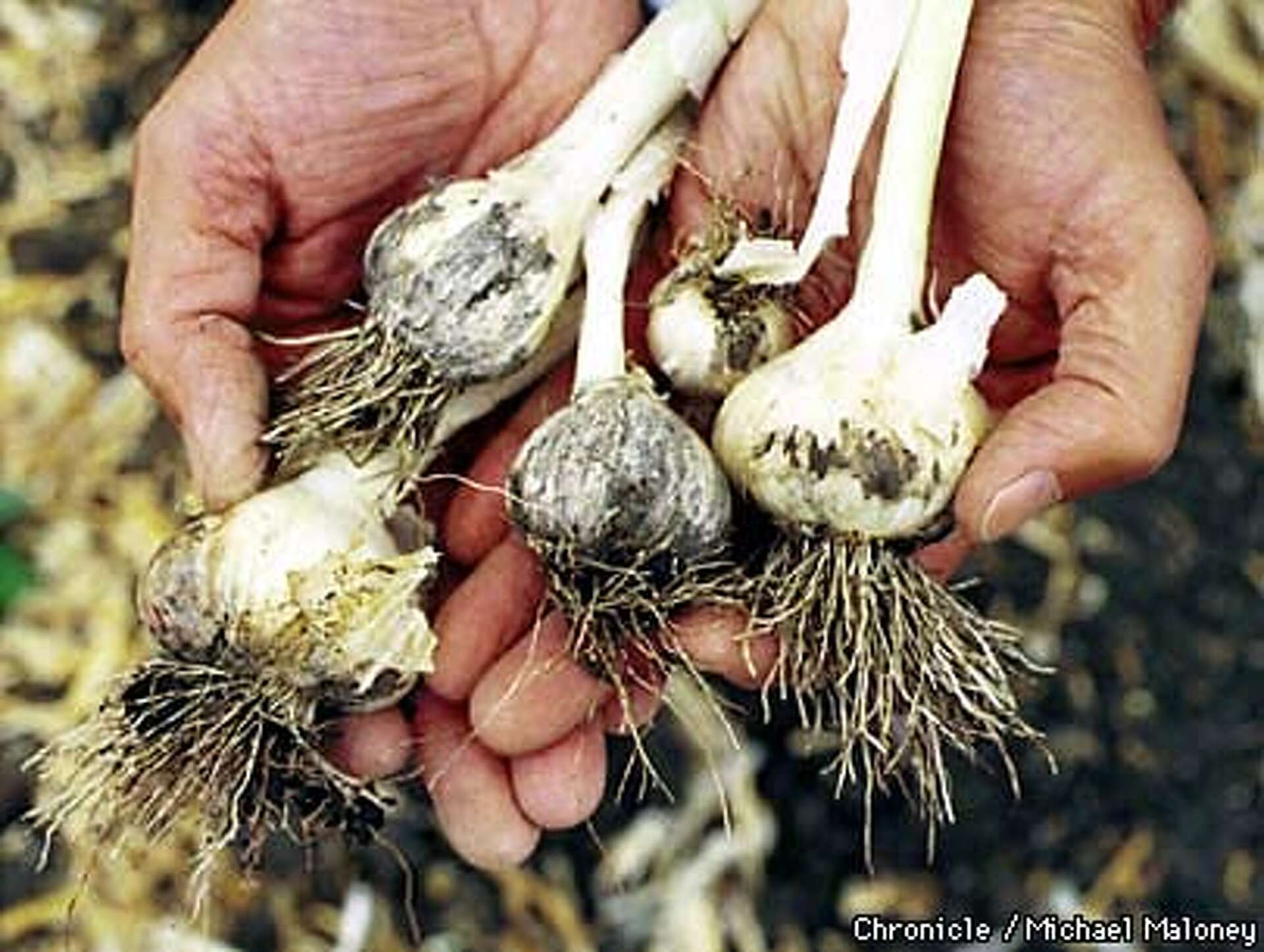 Fungus Menaces Garlic Crop / El Nino blamed in spread of disease