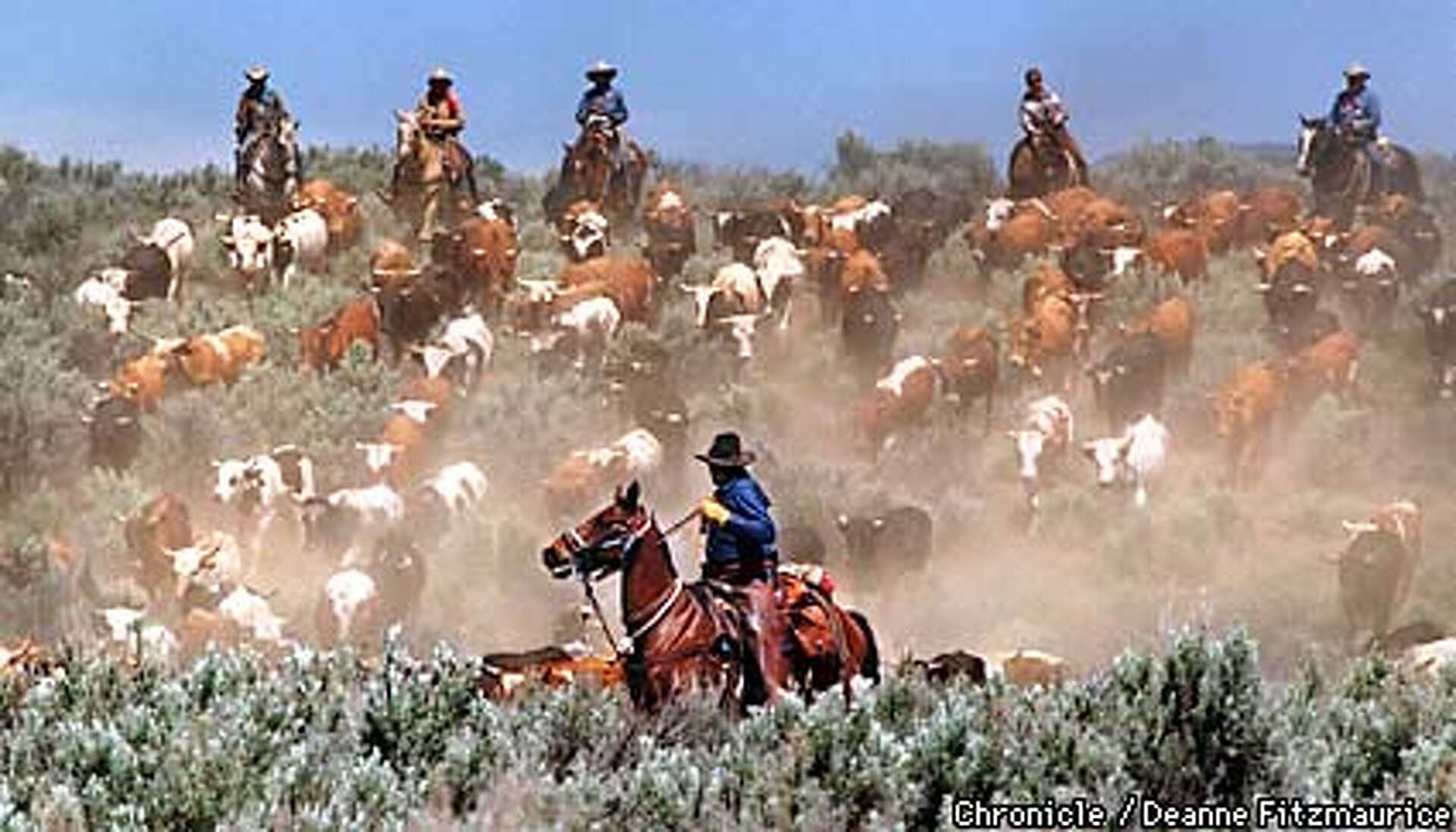 Reno Cattle Drive a Place to `Cowboy Up' / Pros and dudes herd 312 head ...