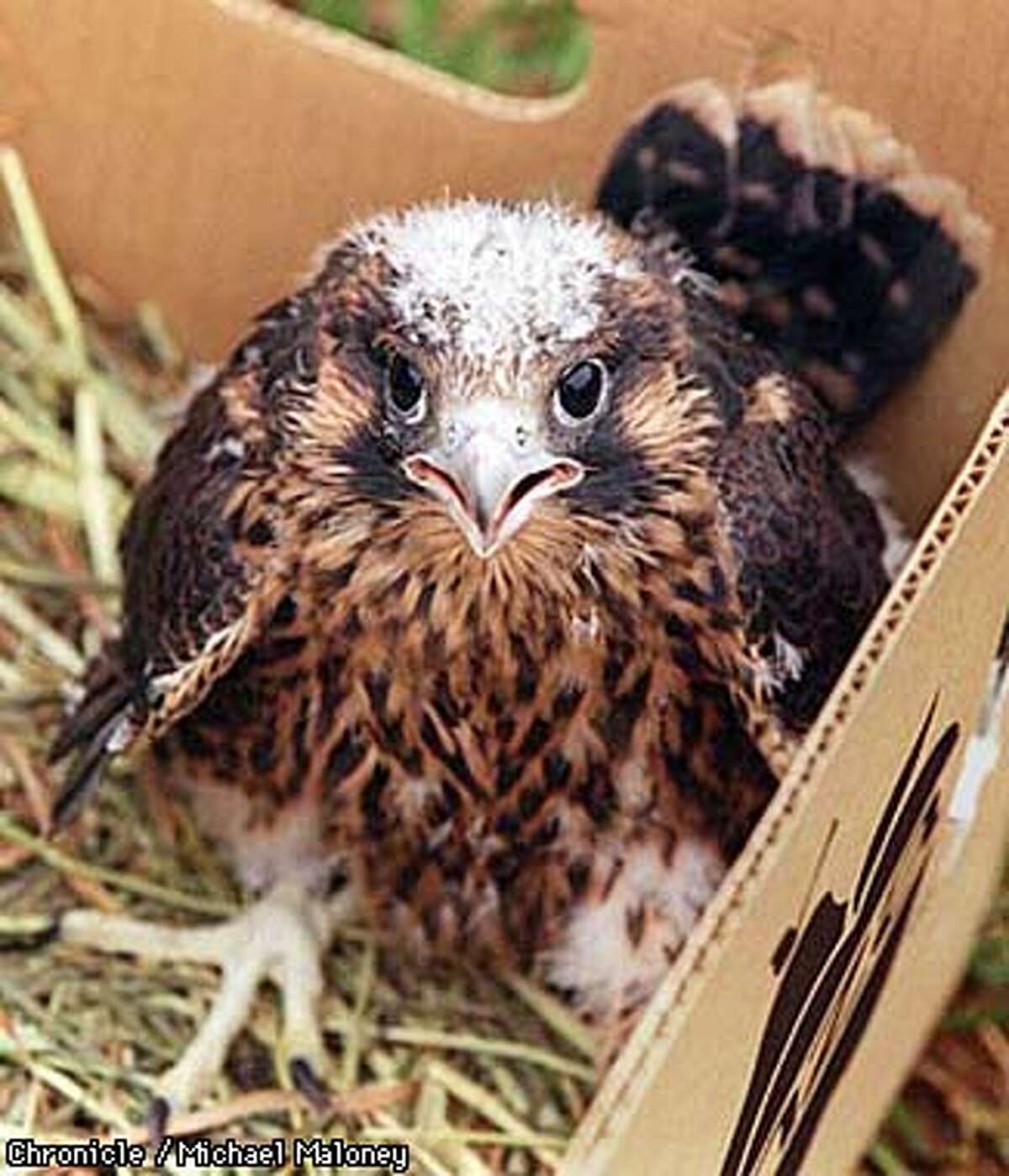 Extraordinary Comeback Of the Peregrine Falcon / Predators to come off ...