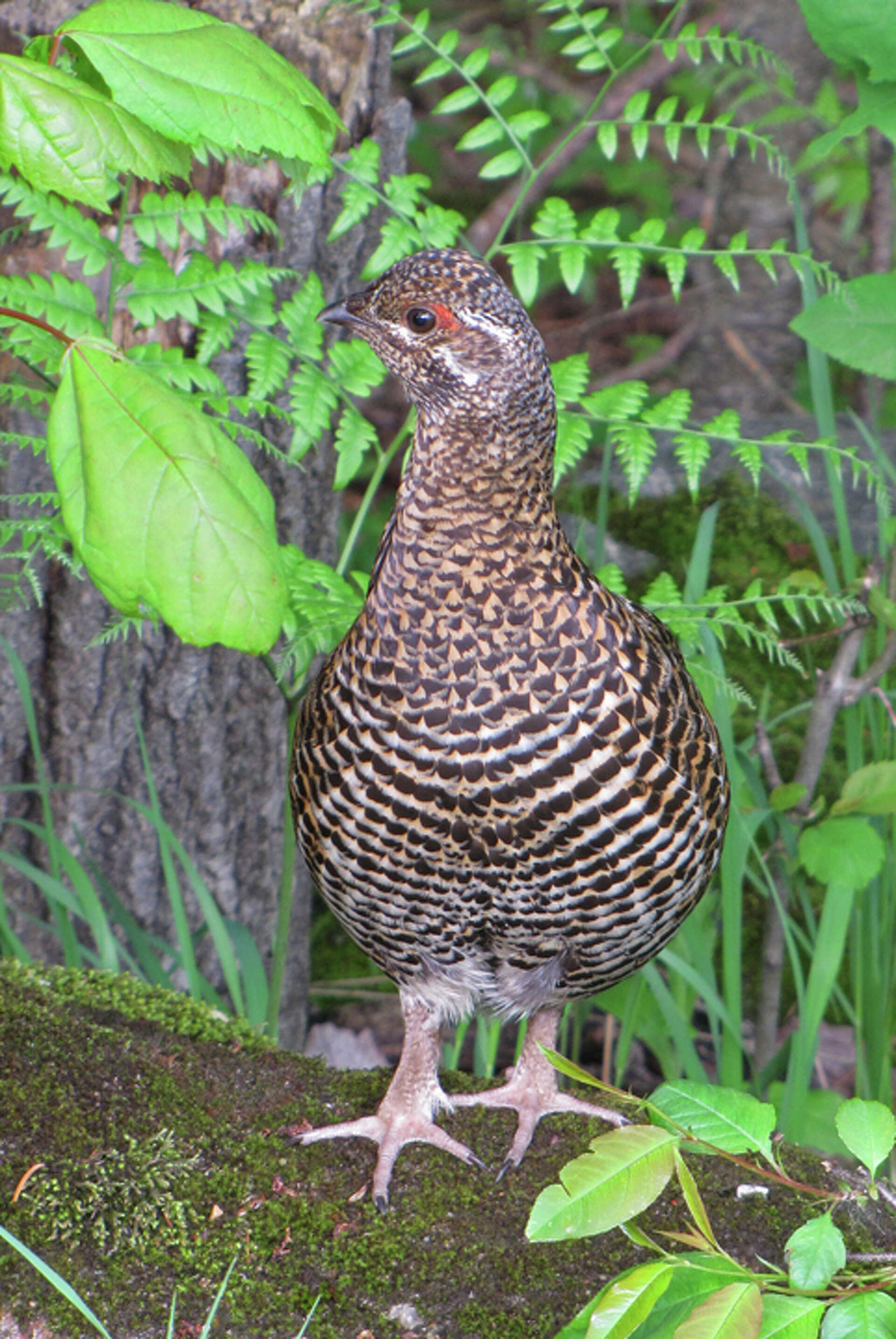 Adirondack bird nears end