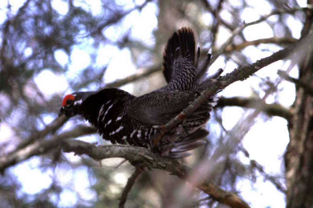 Adirondack bird nears end