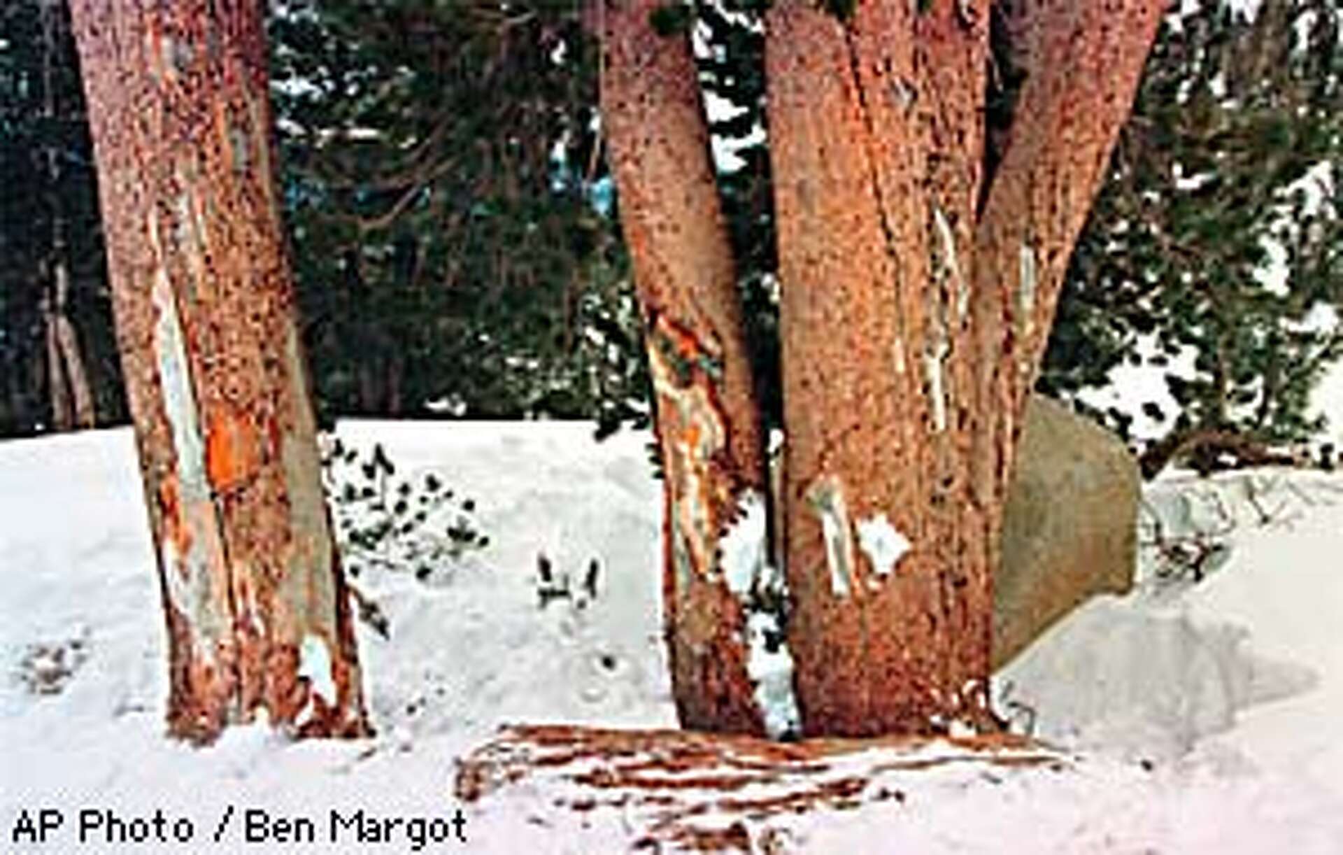 PAGE ONE -- Investigators Hunt Clues in Bono Ski Death / Congressman ...