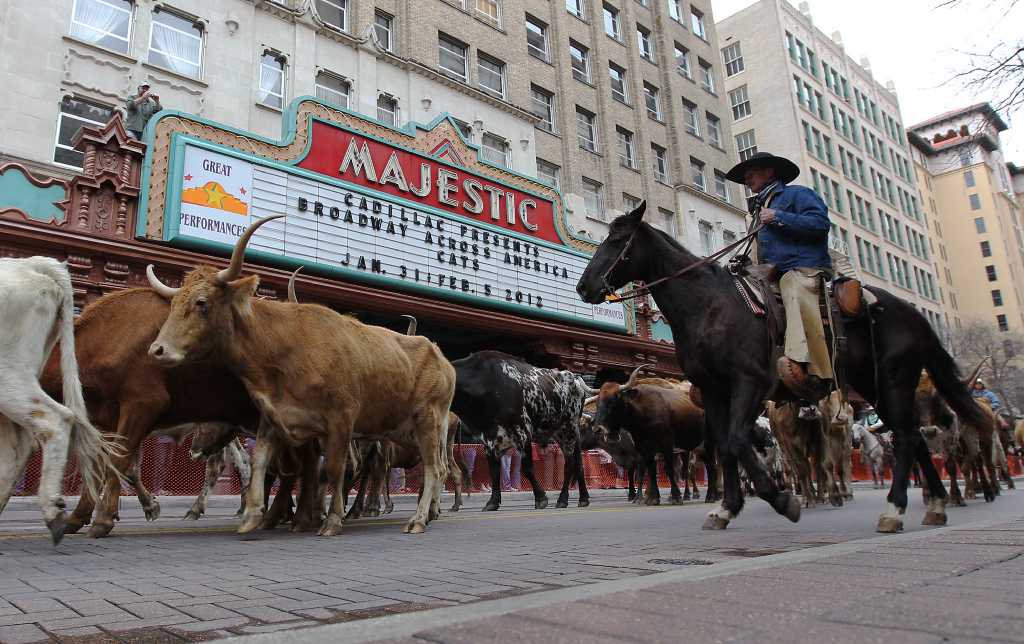 Crowd turns out for downtown cattle drive