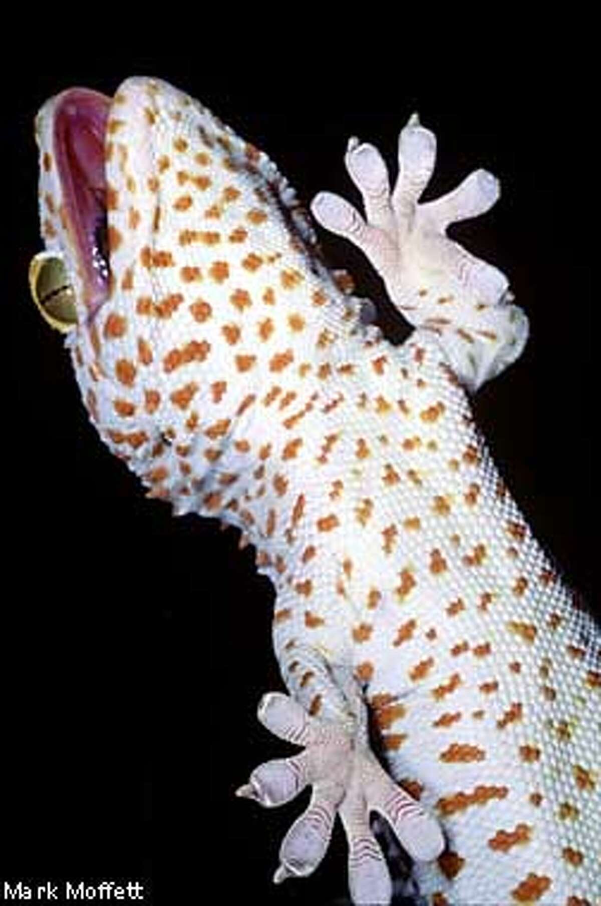 Scientists stuck on the wonder of geckos' super-adhesive feet