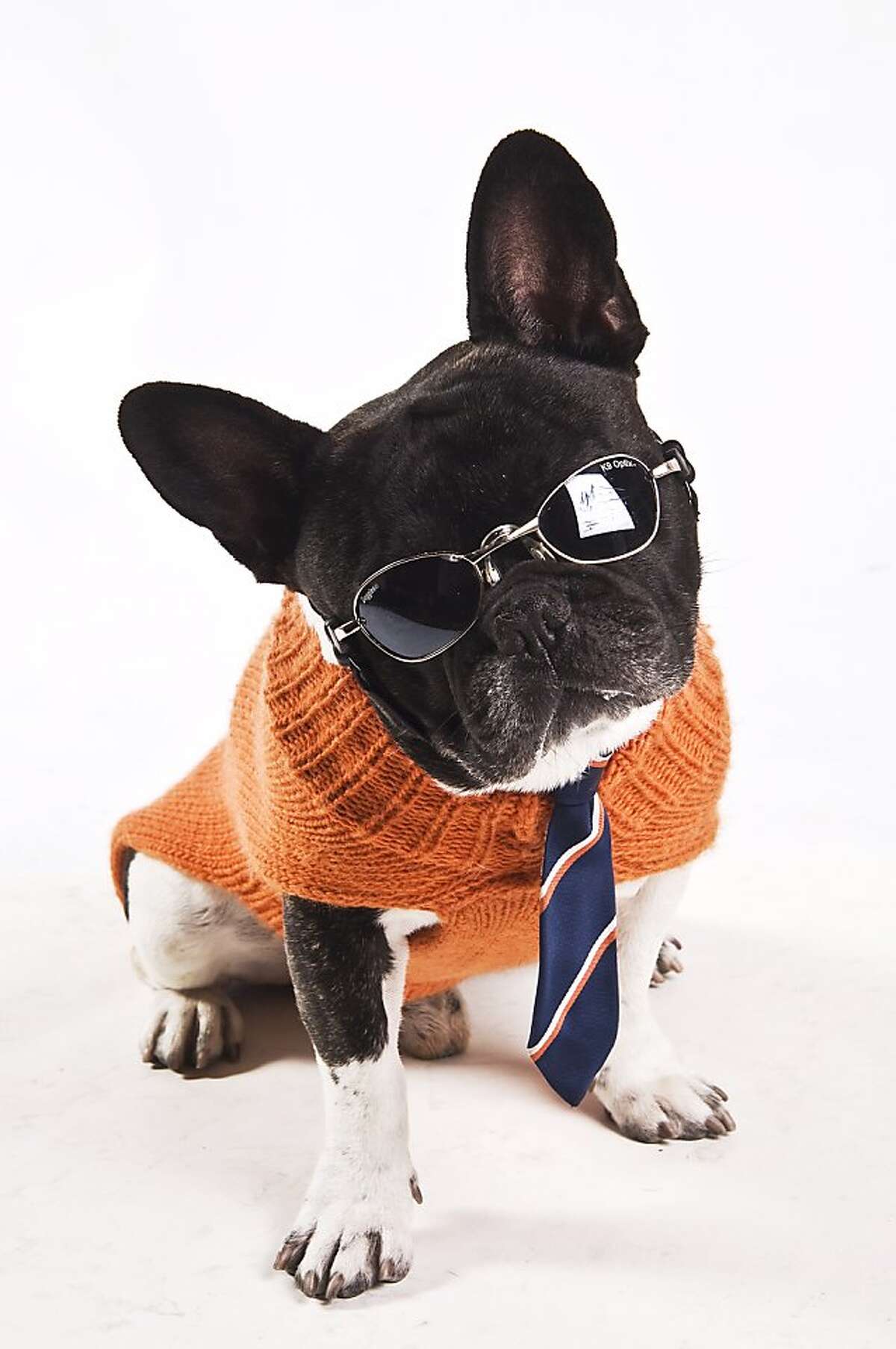 Haute Dog fashion show brings out prime pooches