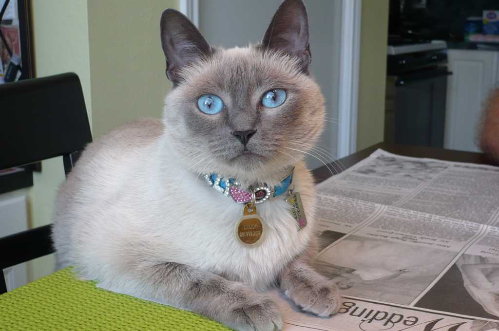 Spot the Pet: Lilly, a cat