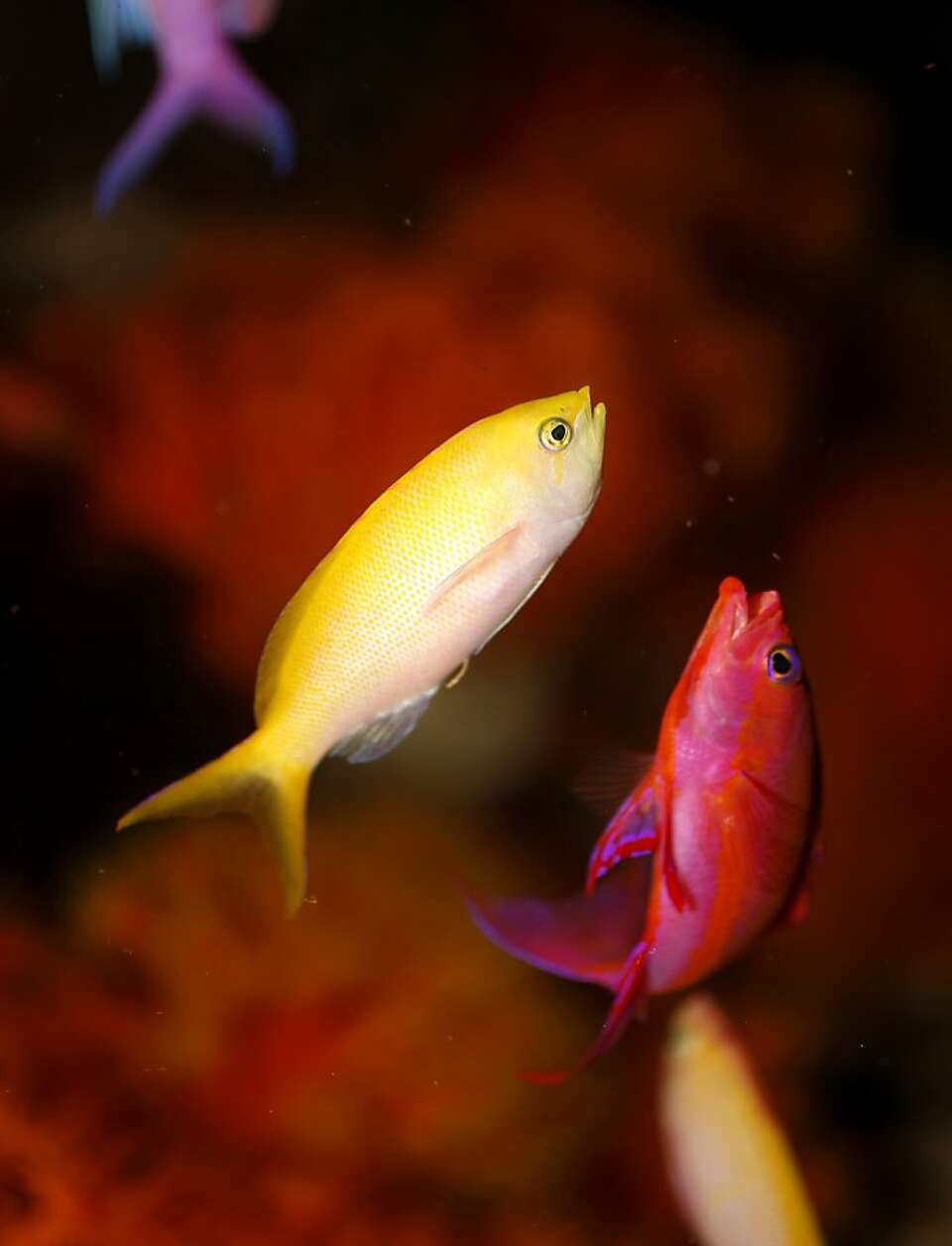 Academy of Sciences show has fish-eye view of sex