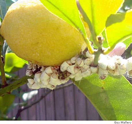 Cottony cushion scales a citrus bud look-alike