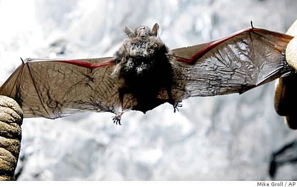 Thousand of caves closing to help bats
