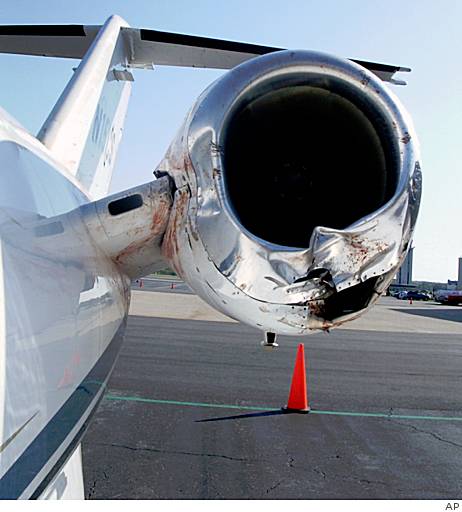 Airliner-bird collisions - 26 near-disasters in 2 years