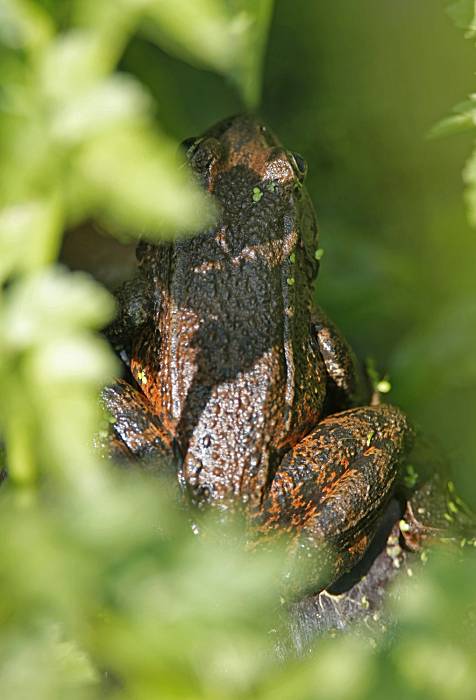 Red-legged frogs get 48-acre preserve in Sierra