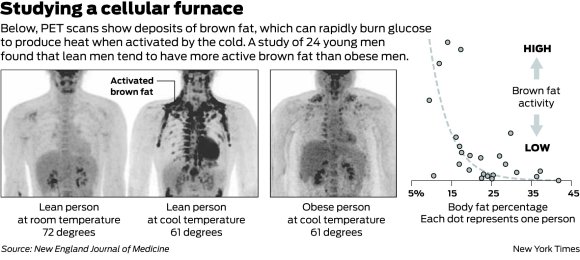Studies show 'brown fat' may aid weight loss