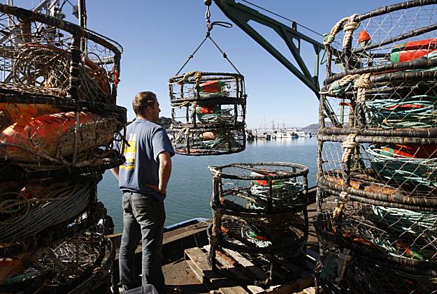Robust Dungeness crab season expected Robust Dungeness crab season expected