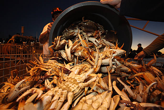 Crab price set; fishermen drop pots