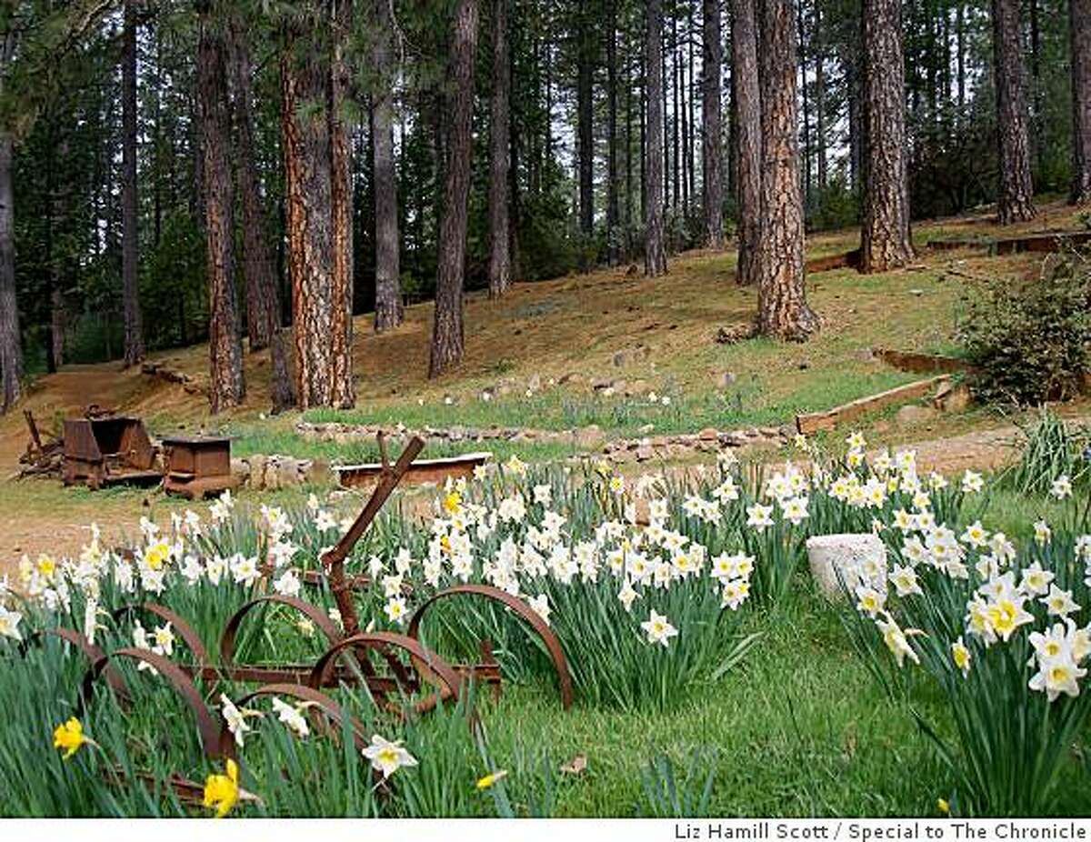 Go now: Daffodil Hill and Sutter Creek