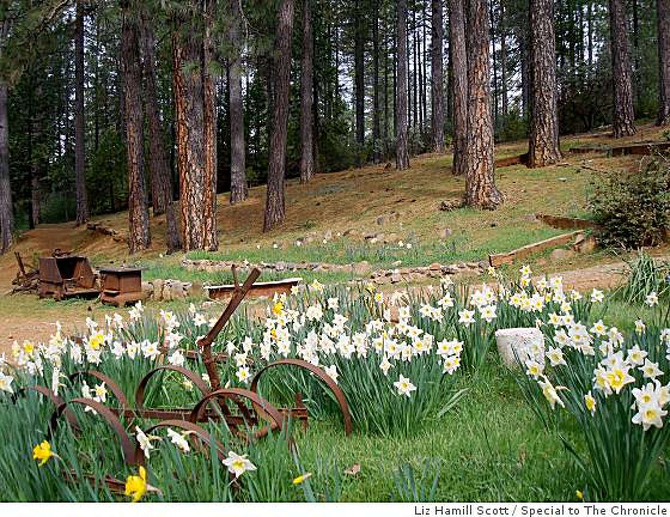Go now: Daffodil Hill and Sutter Creek