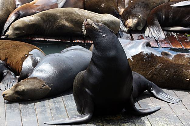 San Francisco piers confront sea lion invasion