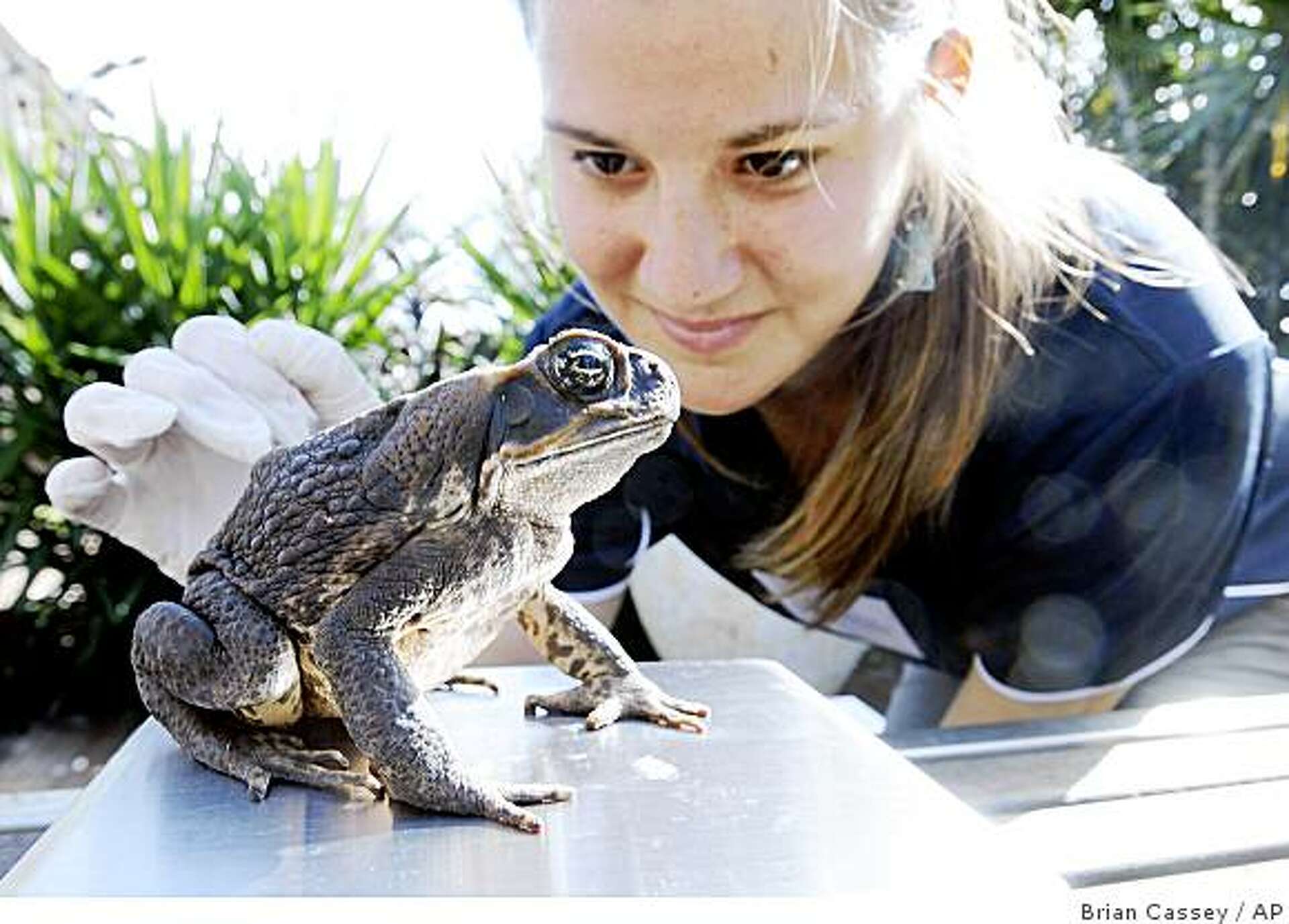 Australians kill thousands of pesky cane toads