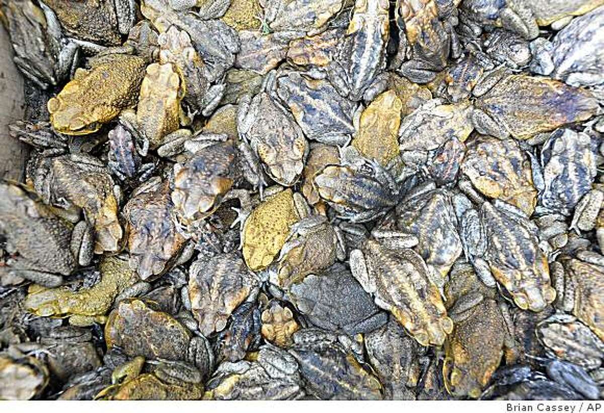 Australians kill thousands of pesky cane toads