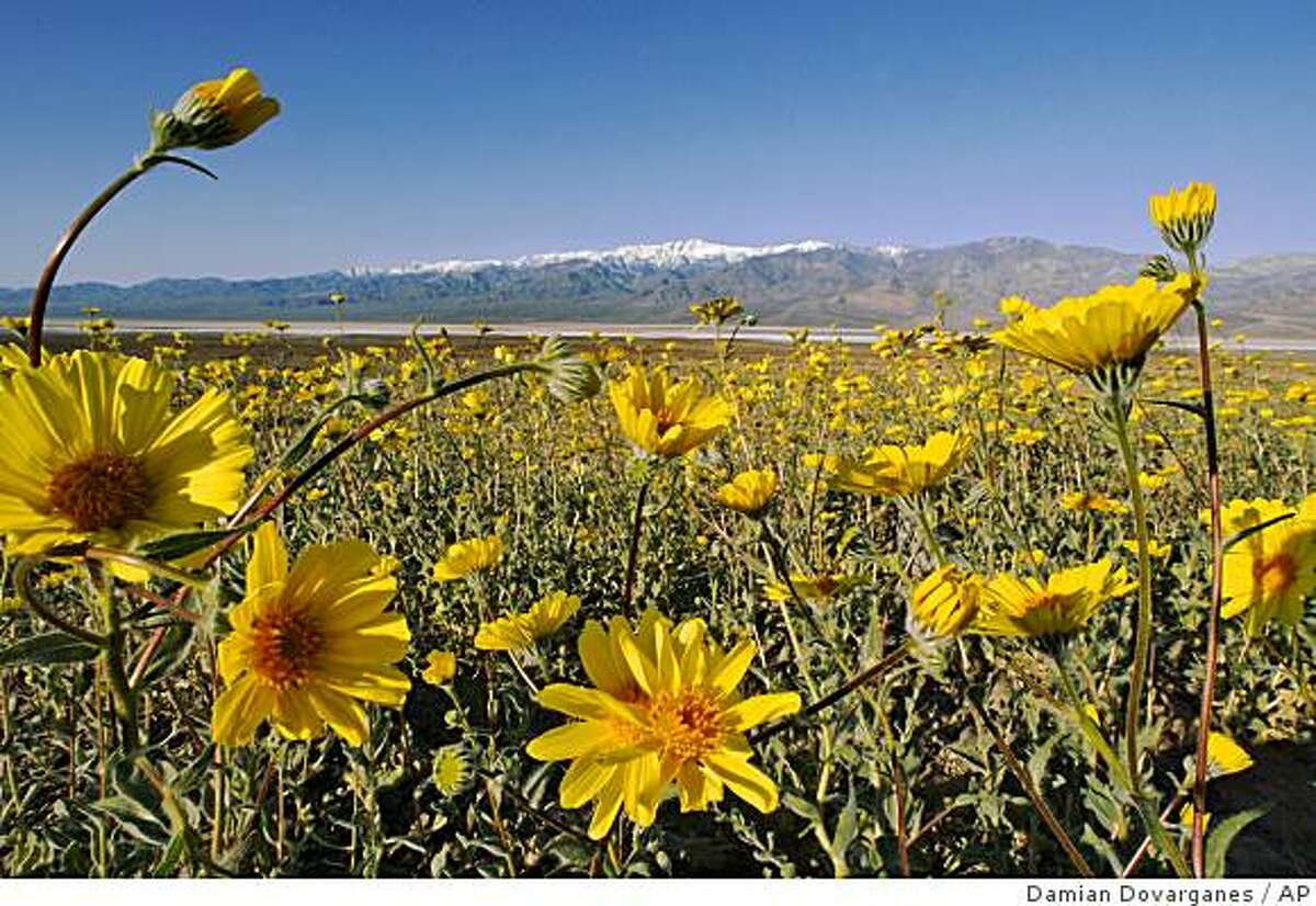 Five places to see wildflowers in the desert