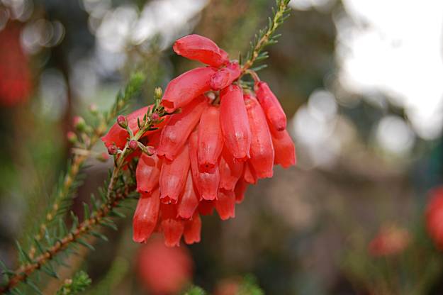 Tough, lovely Erica mammosa is no ordinary shrub