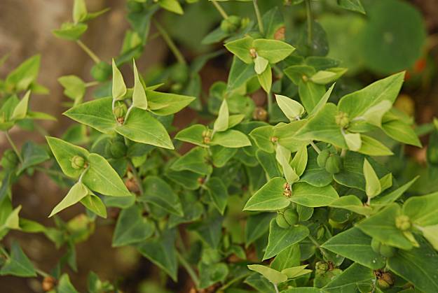 Plants that are gopher resistant