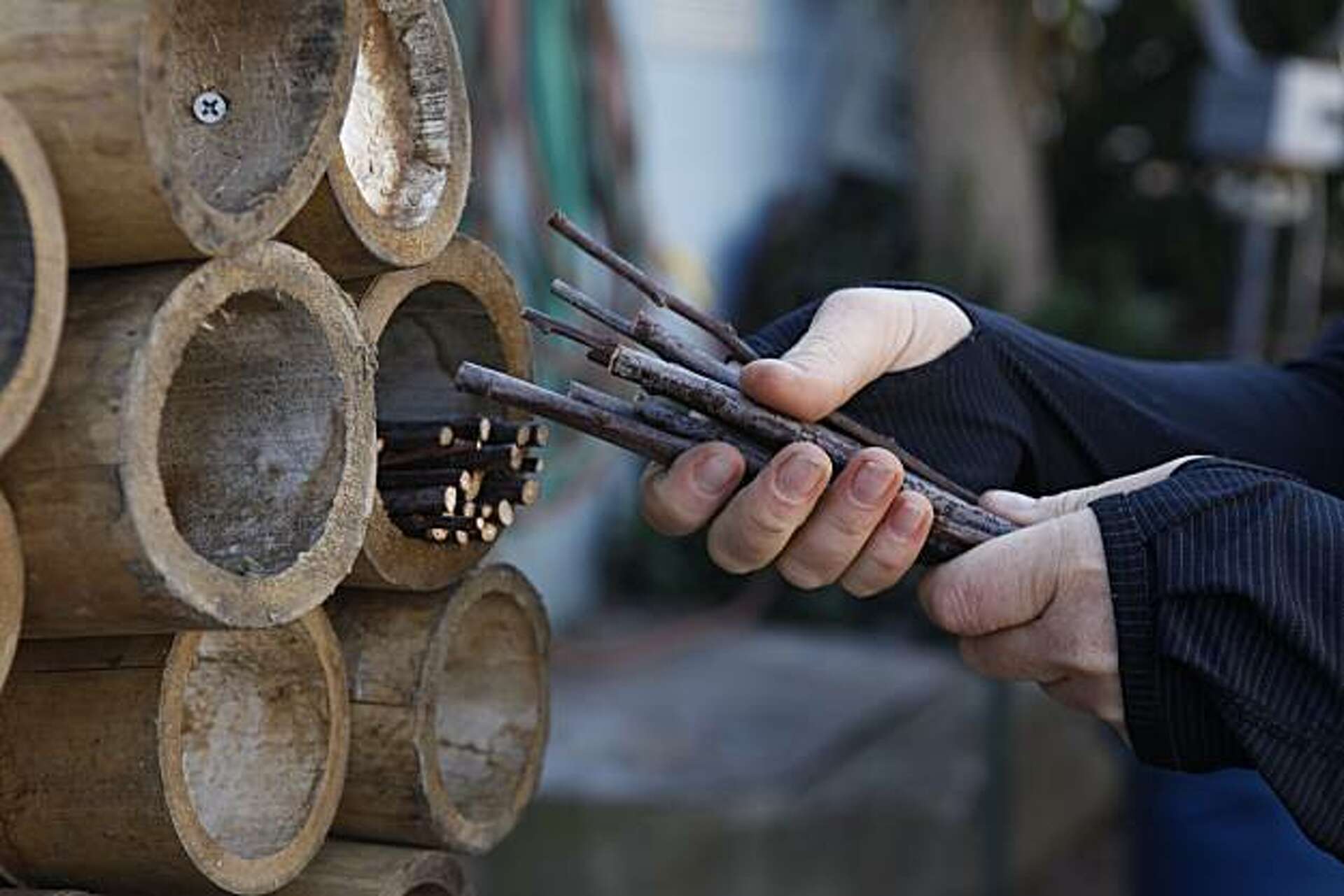Bug hotels offer wintering spot for garden helpers