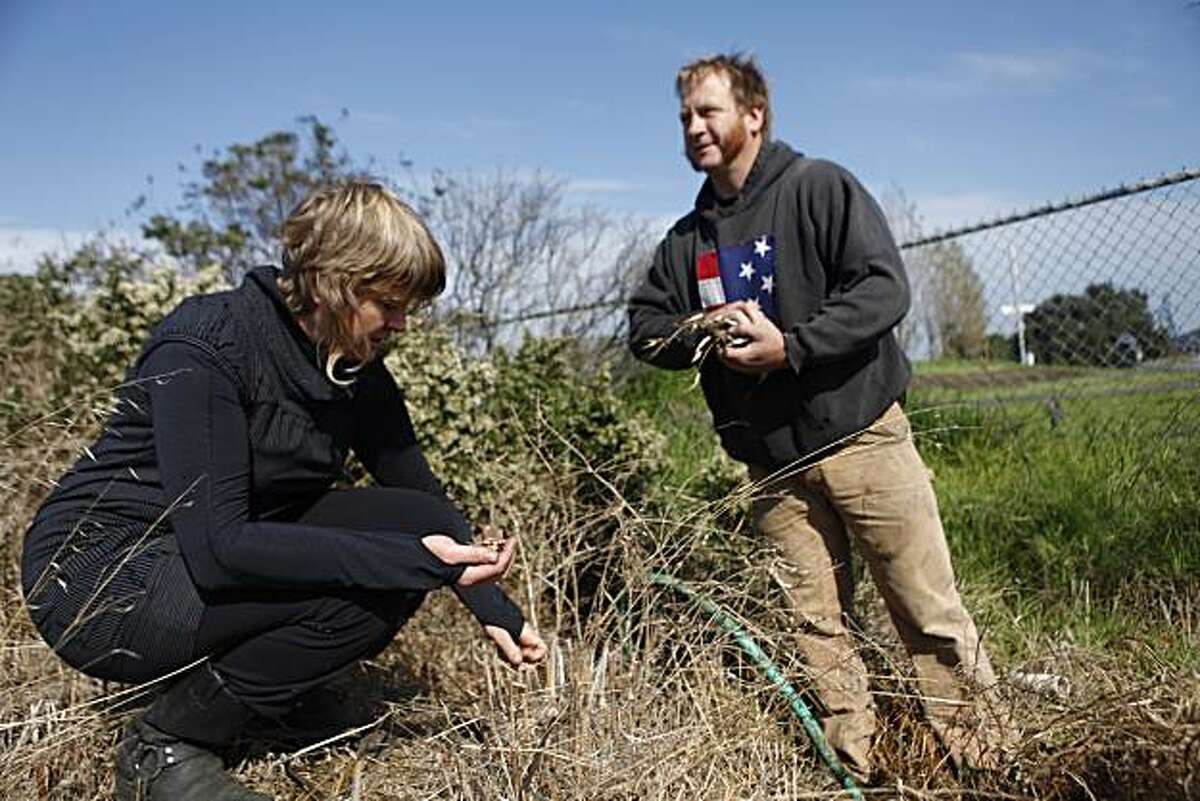 Bug hotels offer wintering spot for garden helpers
