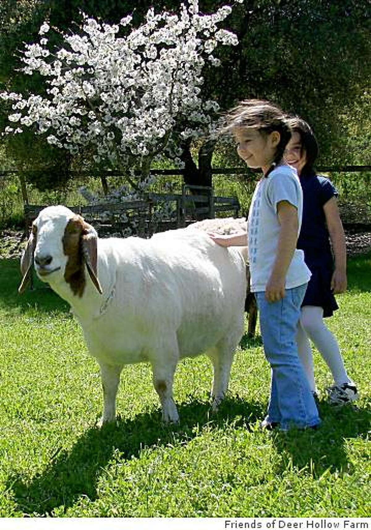 Deer Hollow Farm: Chance to pet animals on tours