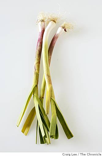 Green garlic shoots into springtime