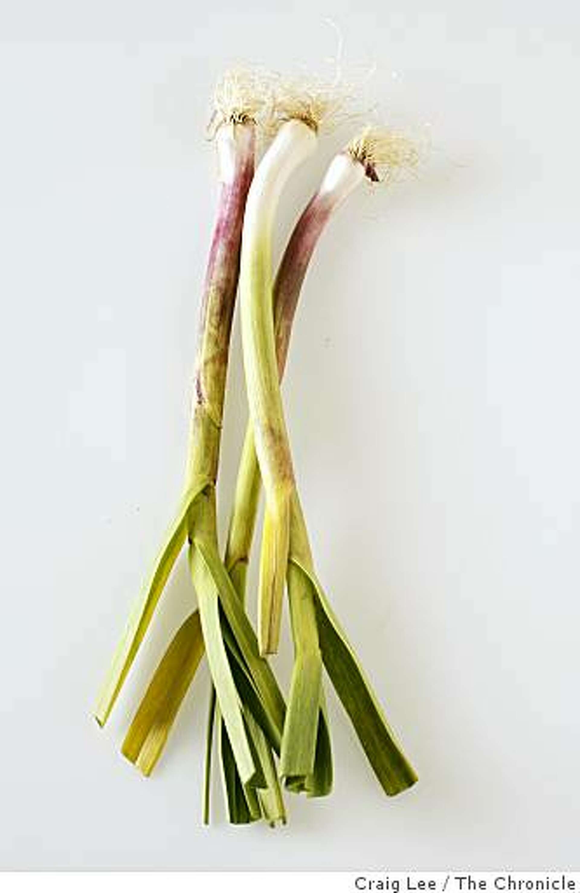 Green garlic shoots into springtime