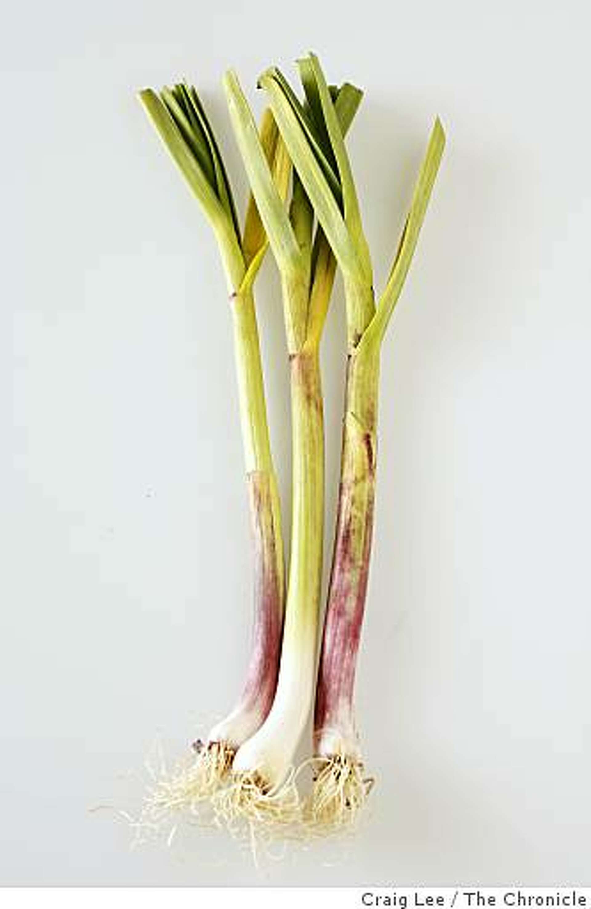 Green garlic shoots into springtime