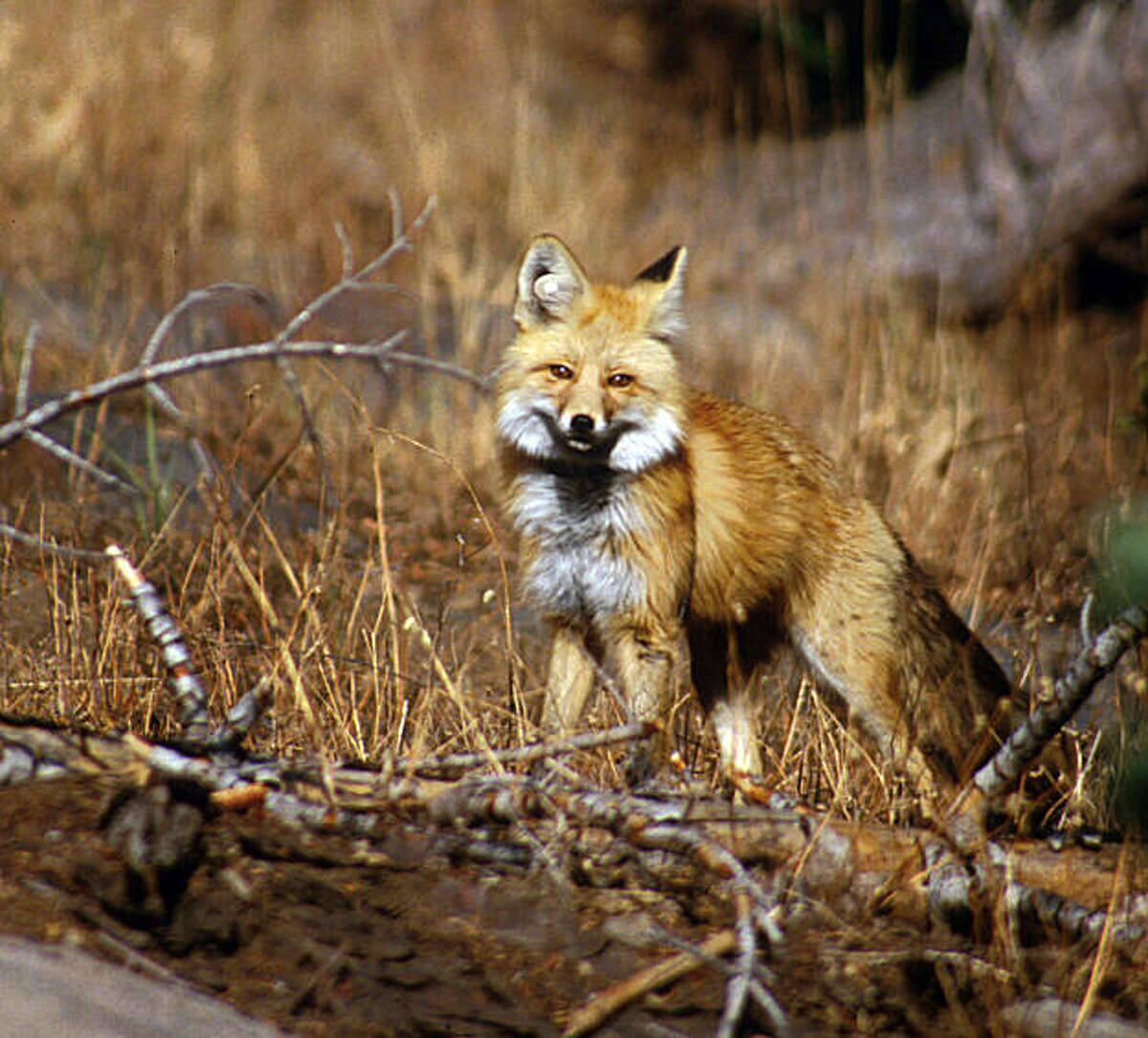 Startling species rediscoveries in California