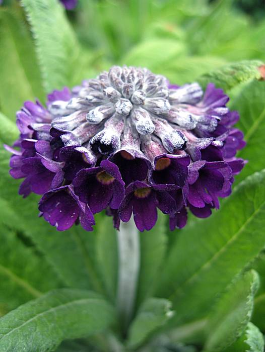 Primrose P. capitata radiates violet intensity