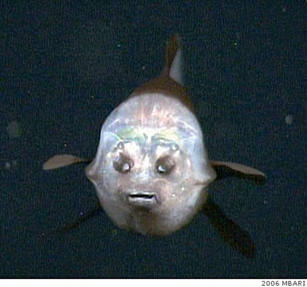 Fish pivots tubular eyes to scan for food